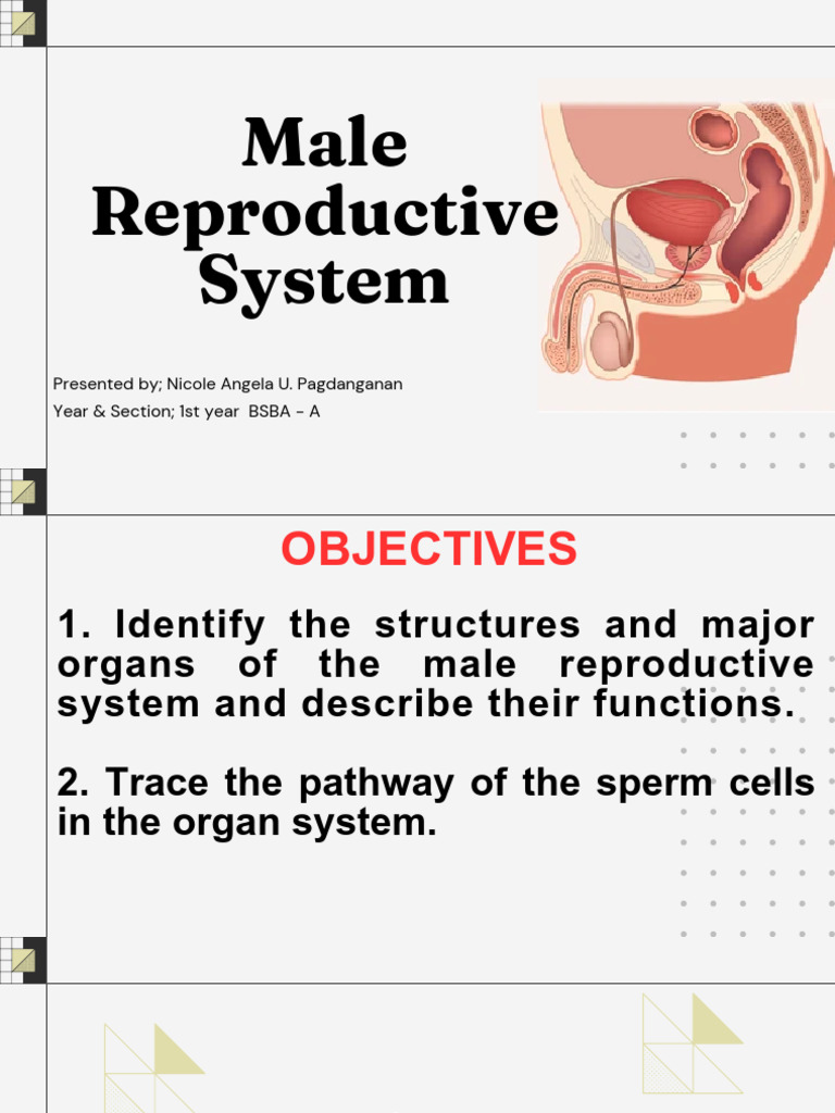Overview of Male Reproductive System | PDF | Testicle | Sex Organ