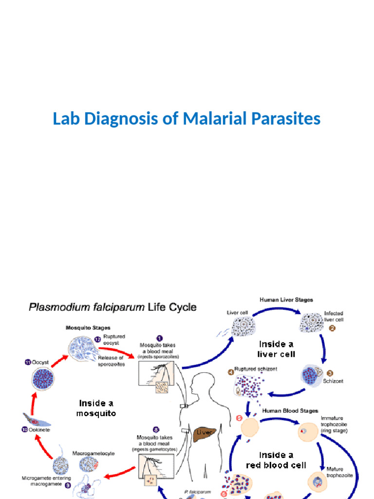 Malaria Lab Dia | PDF | Malaria | Biochemistry