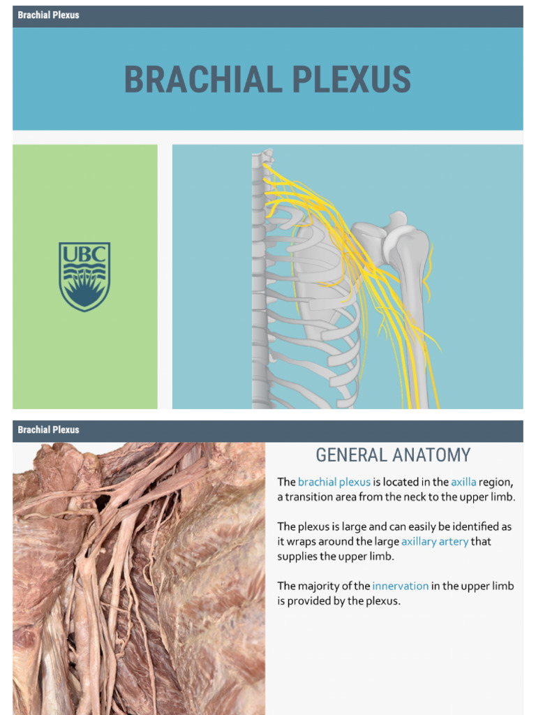 Brachial Plexus | PDF