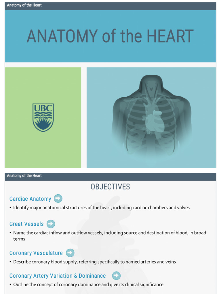 Anatomy of the Heart | PDF
