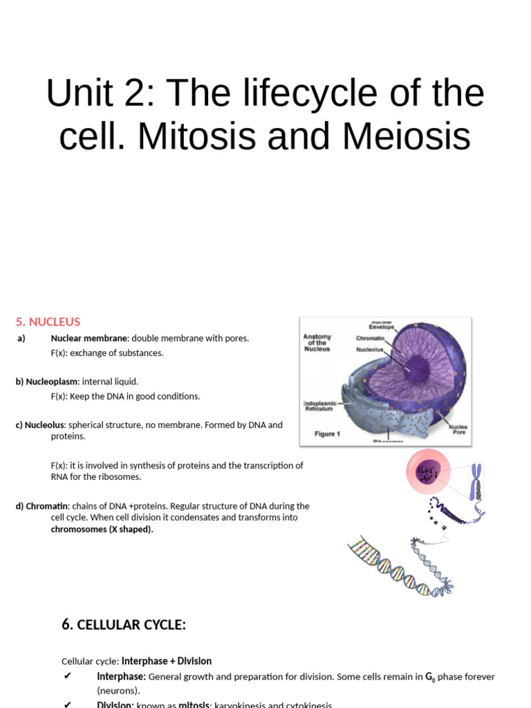 Cell Cycle: Mitosis and Meiosis Explained | PDF | Meiosis | Mitosis
