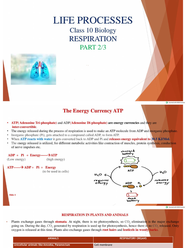 X_Biology_Life processes(Respiration)_module 2 of 3. pdf | PDF