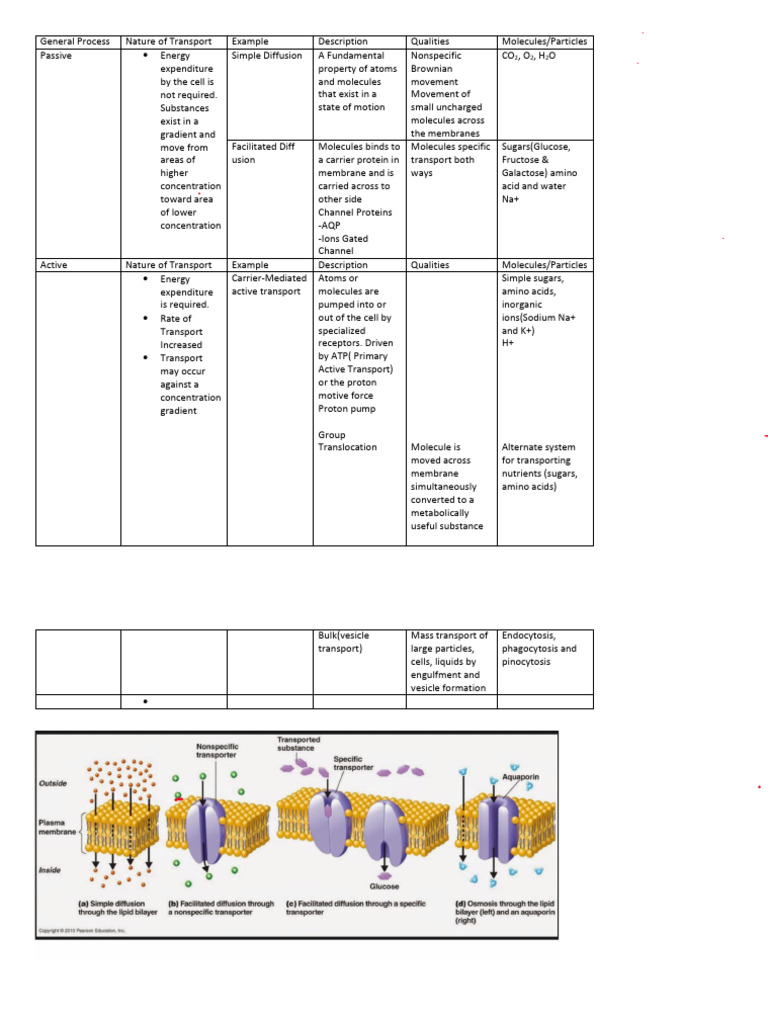 Cell Transport Notes Final | PDF | Biochemistry | Chemistry
