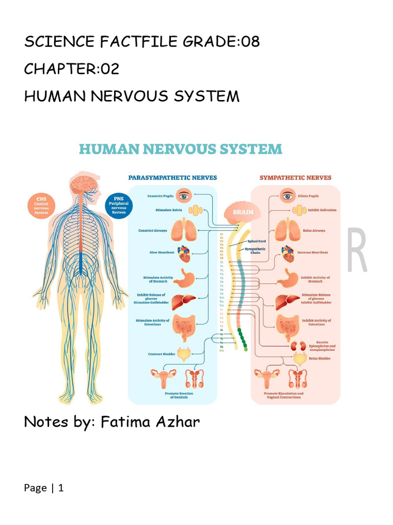 Science Chap 2 | PDF | Axon | Nerve