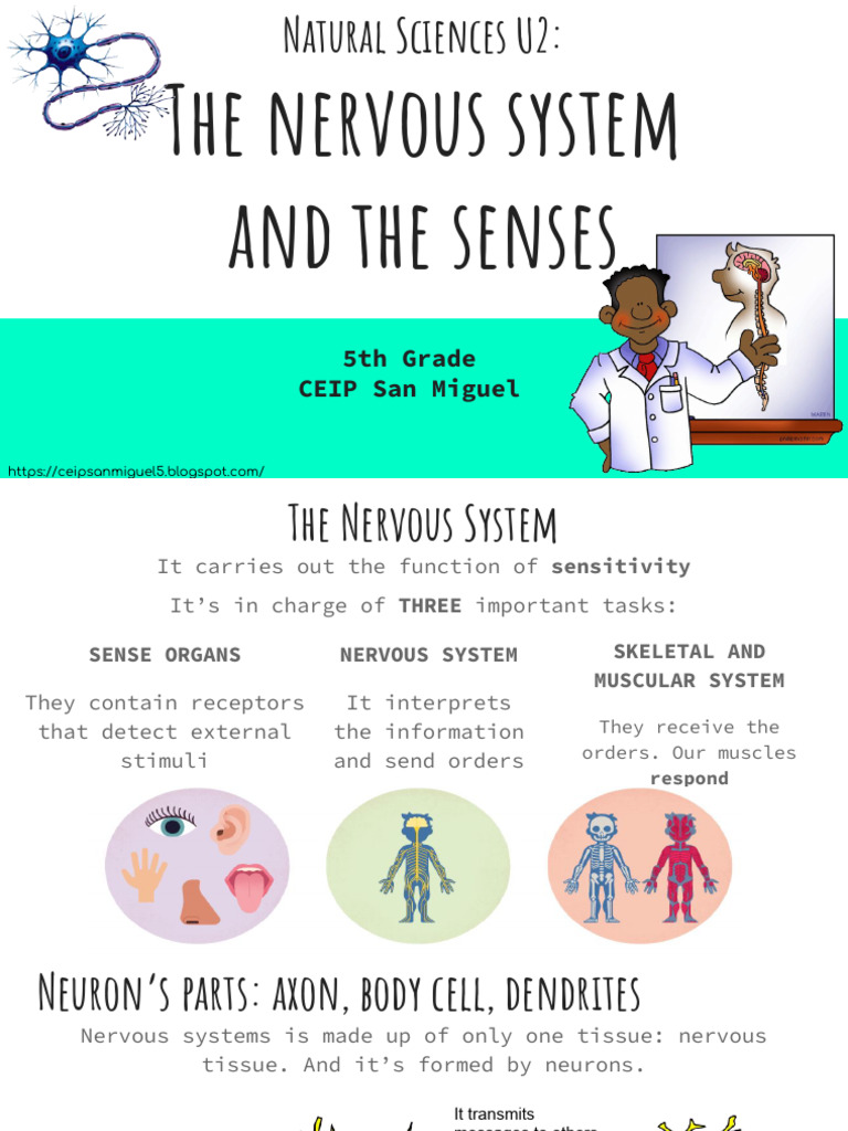 Science Unit 2 - The Nervous System and The Senses 23.24 | PDF ...