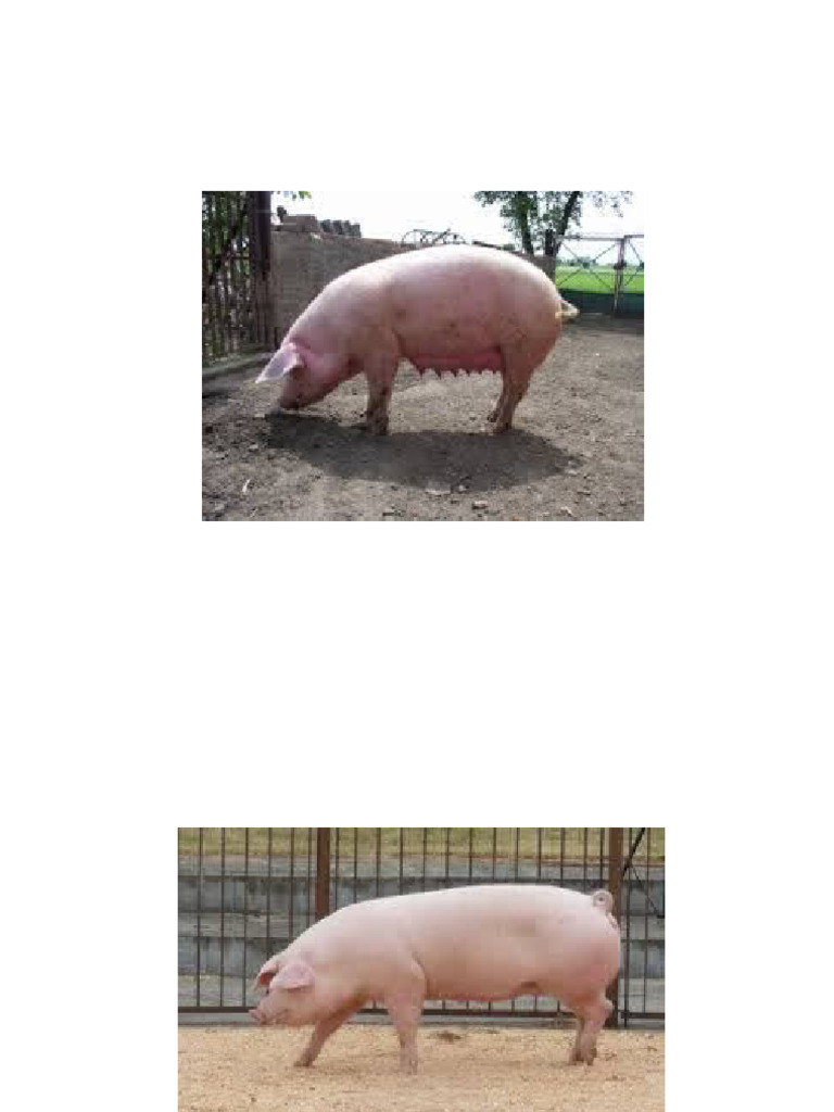 Rasy Trzody Chlewnej | PDF