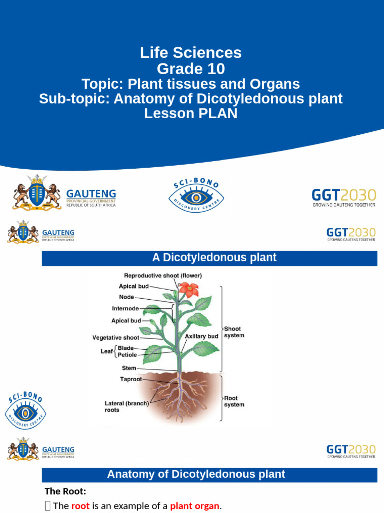 Life Sciences Gr.10 Lesson 43 Anatomy of Dicotyledonous Plant | PDF ...