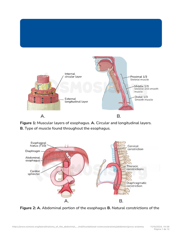 Anatomy of The Abdominal Viscera - Esophagus and Stomach - Video ...