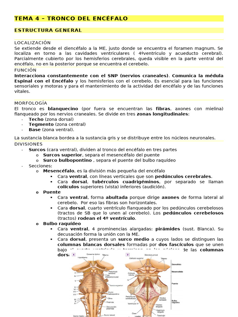 Tema 4 - Tronco Del Encéfalo | PDF | Cerebelo | Cerebro