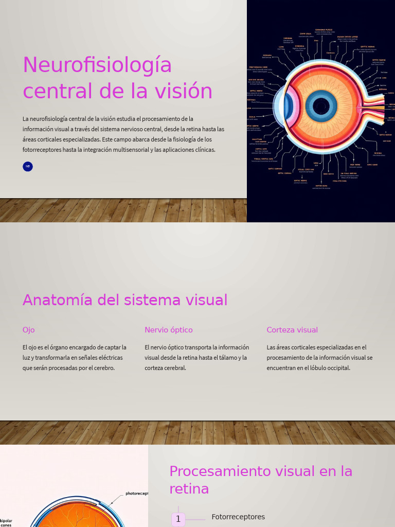 Neurofisiologia-central-de-la-vision | PDF | Percepción visual | Corteza visual
