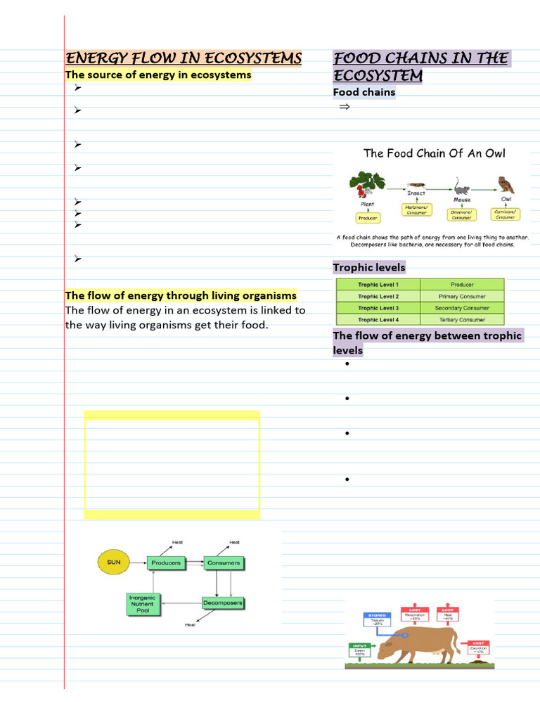 Energy Flow | PDF | Food Web | Ecosystem