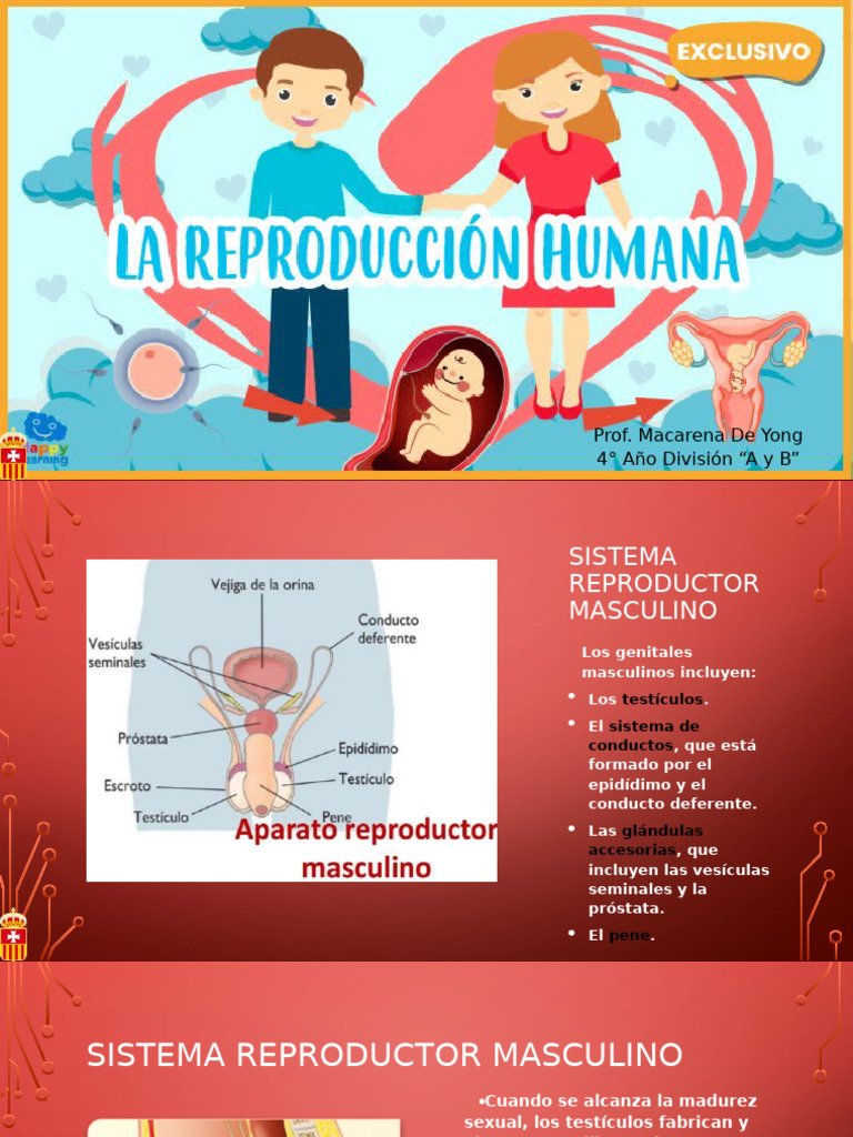 Sistema Reproductor: Masculino y Femenino | PDF | Sistema reproductivo ...