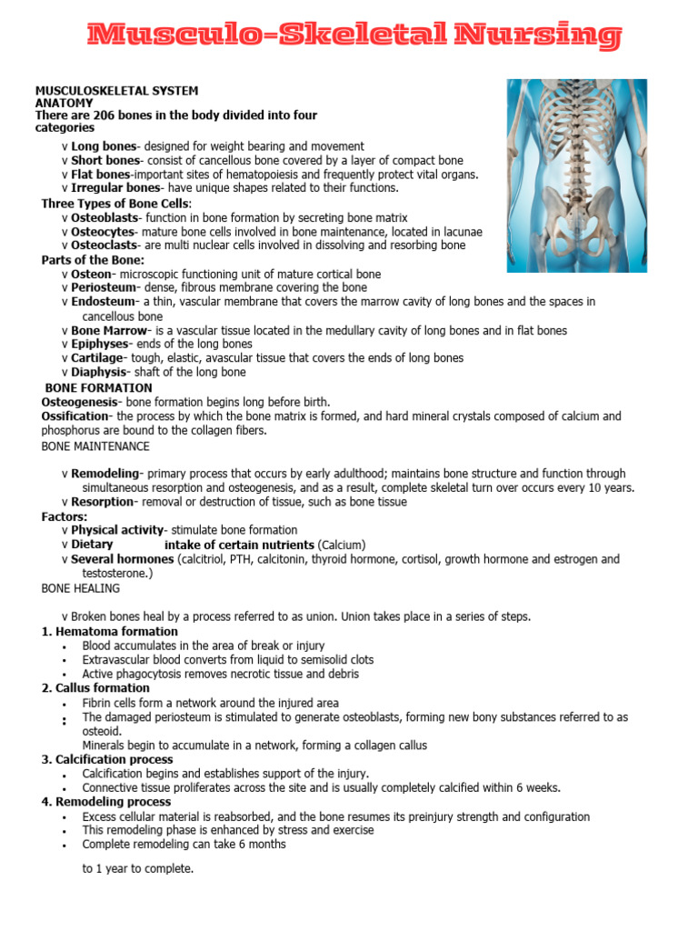 Musculoskeletal System Anatomy Overview | PDF | Bone | Osteoblast