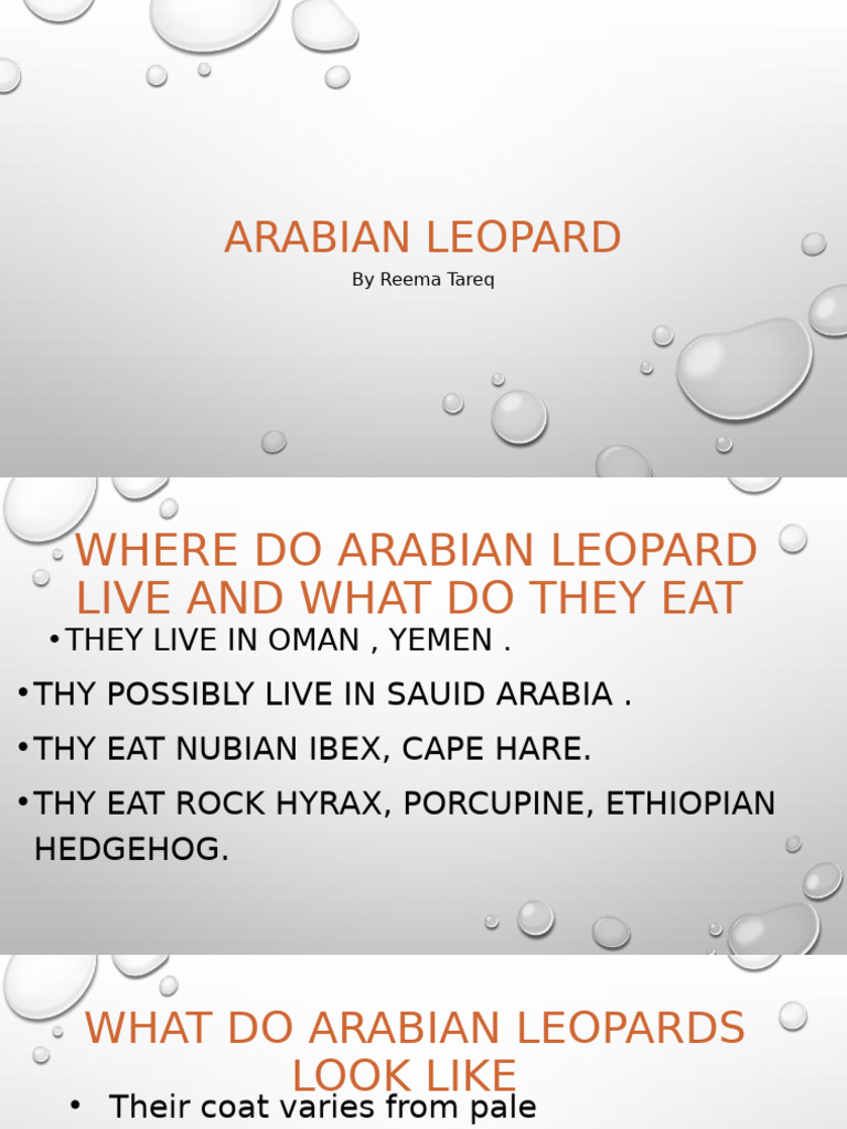 Reema Arabian Leopard | PDF