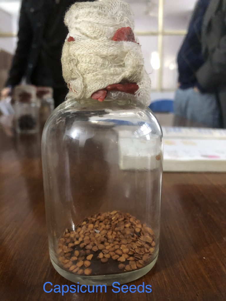 Examination of Stomach Contents Practical 2nd Feb 2024 Forensic | PDF