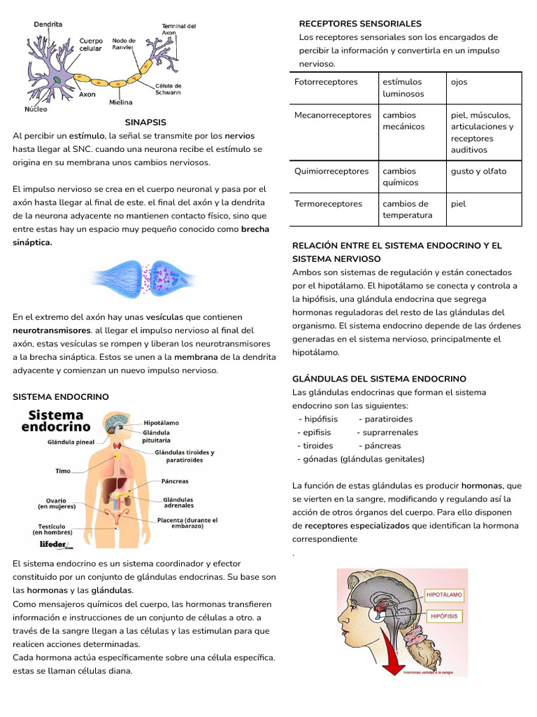 Esquemas Biología 3eso | PDF | Sistema endocrino | Hormona