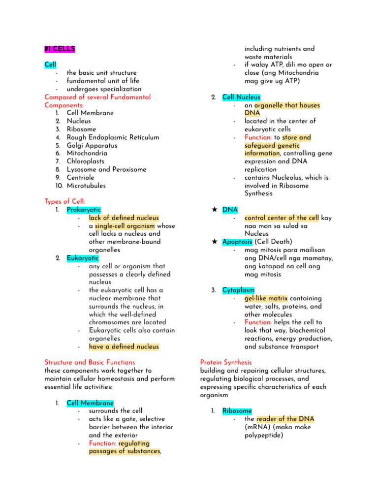 genbio-1-reviewer- | PDF | Meiosis | Endoplasmic Reticulum