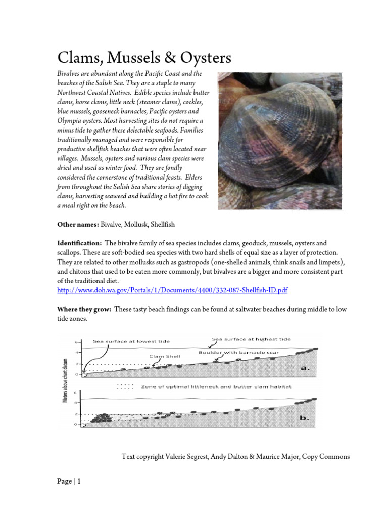 clams | PDF | Bivalvia | Oyster
