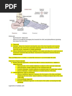 Subtalar and Midtarsal Joint Anatomy | PDF | Foot | Anatomical Terms Of ...