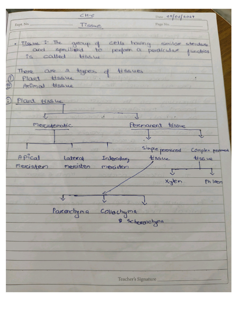 Exp hub Tissue notes | PDF
