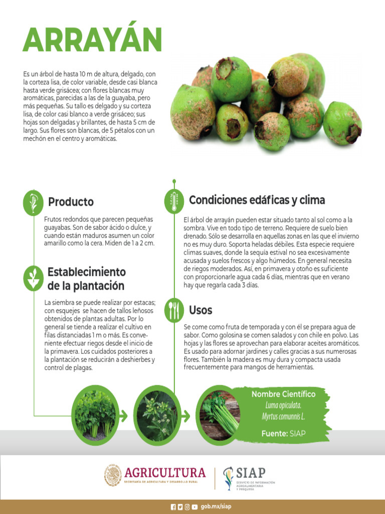 Arraya N Monografi A 2023 | PDF | Mango | Botánica