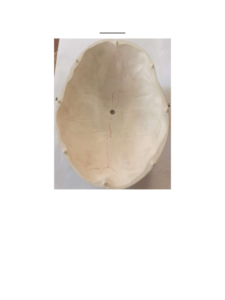 Amatomy Practical Images 22-23 | PDF | Cerebral Cortex | Frontal Lobe