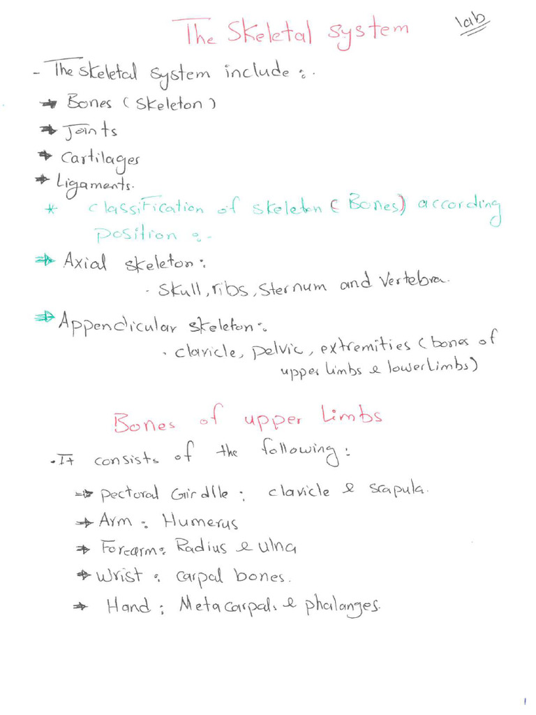 Anatomy Upper Limb Lab | PDF