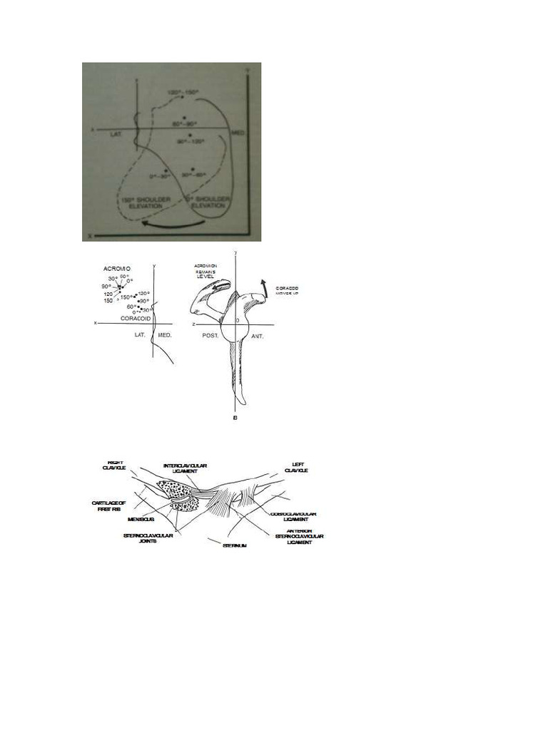 Shoulder Rotation Kinesiology Images | PDF