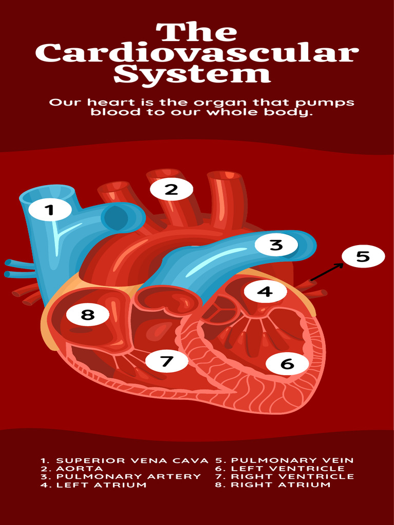 Red Bold Simple Cardiovascular System Biology Infographic_20230923 ...