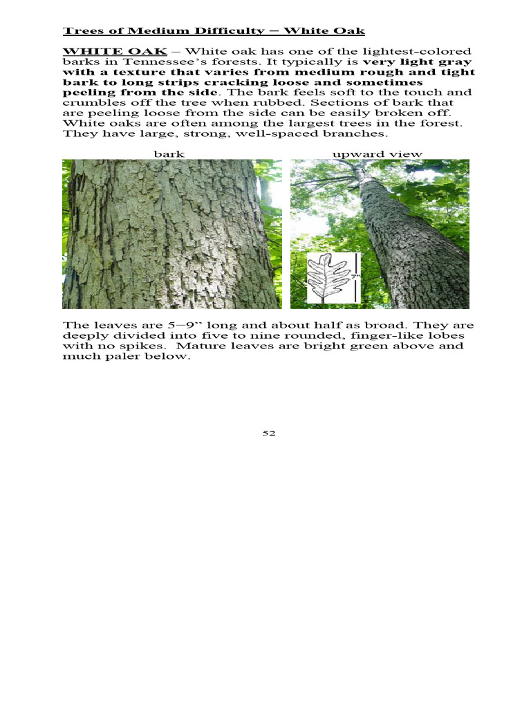 The+All+Season+Pocket+Guide+to+Identifying+Common+Tennessee+Trees | PDF