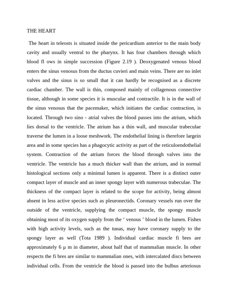 Teleost Heart and Circulation | PDF | Heart | Artery