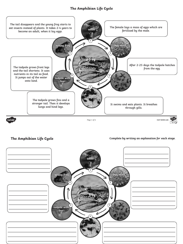Amphibian Life Cycle | PDF | Amphibian | Frog
