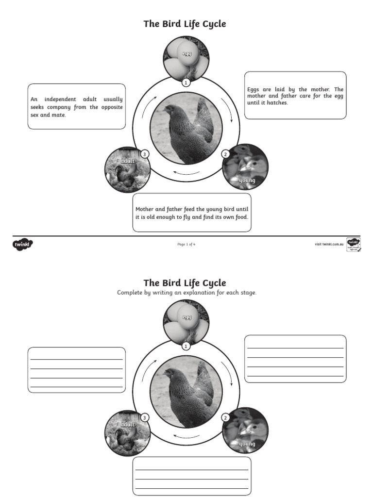 Bird Life Cycle | PDF | Egg | Birds