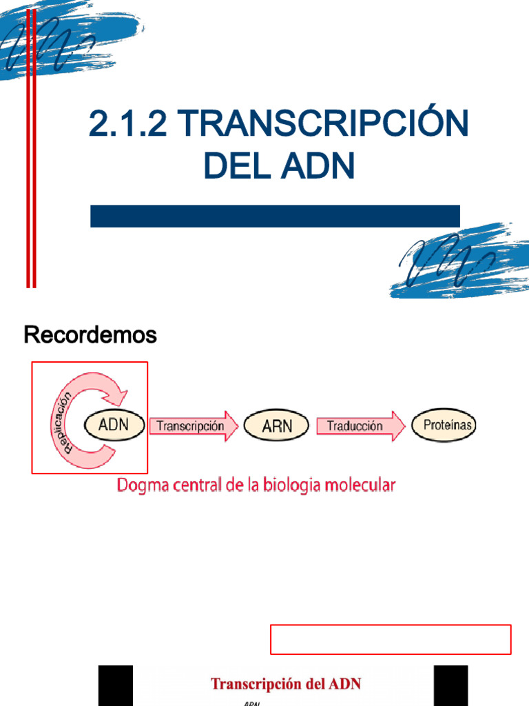 Introducción a la Transcripción del ADN | PDF | Rna | Adn