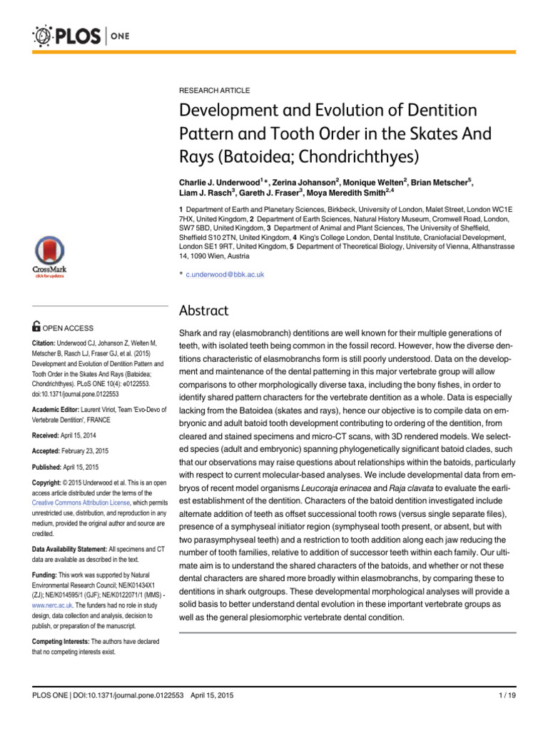 Batoidea Dentition Development Study | PDF | Tooth