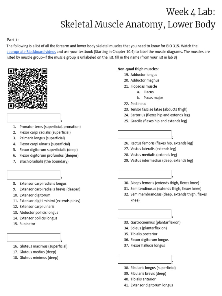 Week 4 Lab (ABSN BIO 315) | PDF | Human Leg | Musculoskeletal System