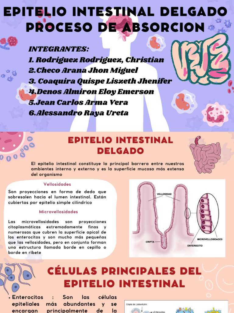 Epitelio Intestinal - Proceso de Absorcion | PDF | Digestión | Tracto ...
