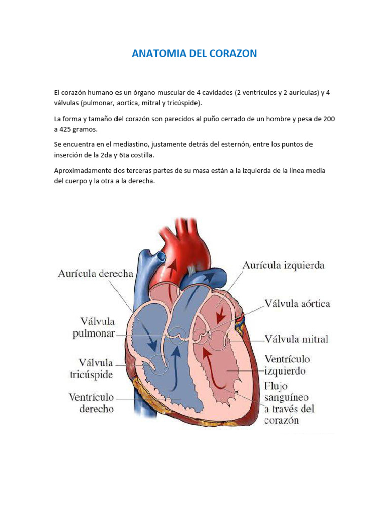 ANATOMIA DEL CORAZON | PDF