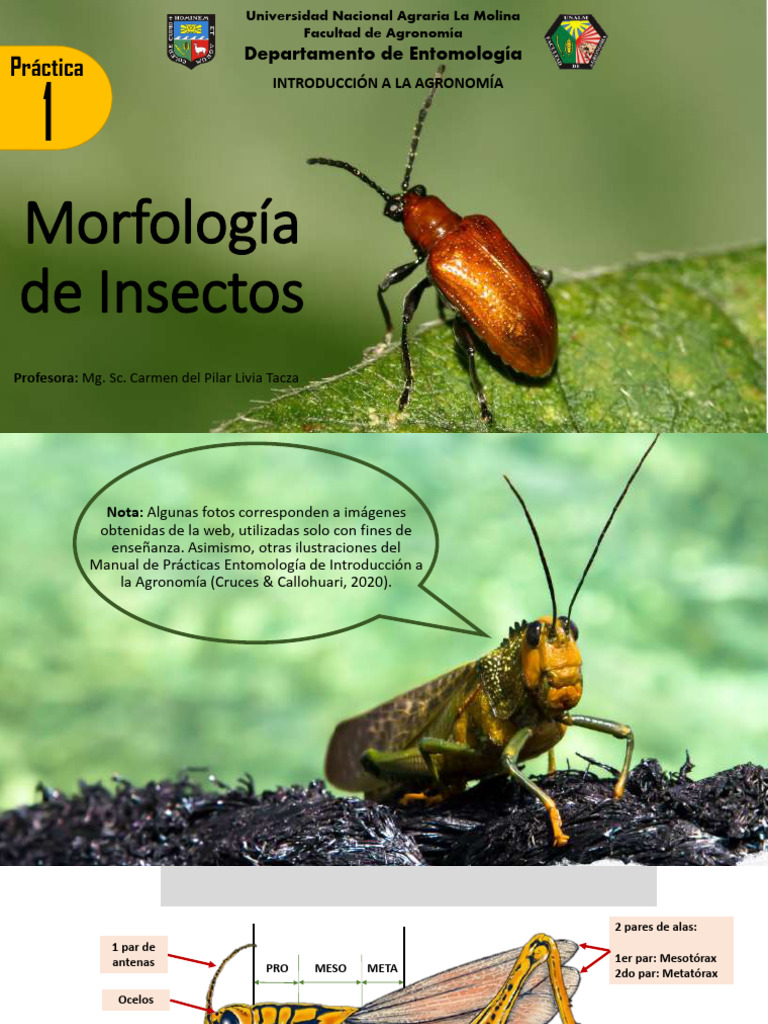 Morfología y Tipos de Insectos | PDF | Insectos | Artropodología