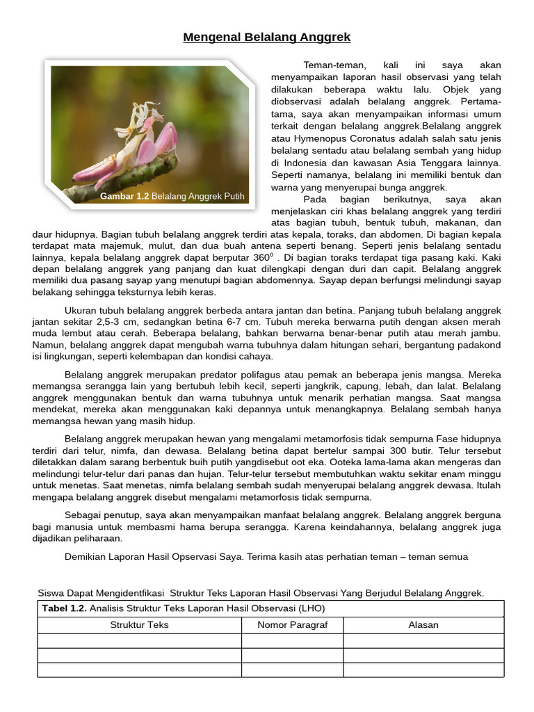 Mengenal Belalang Anggrek | PDF