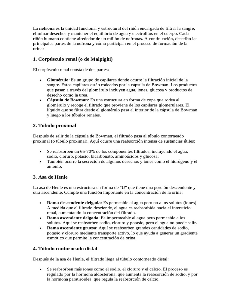 La Nefrona | PDF | Riñón | Orina