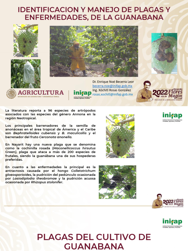 Plagas y Enfermedades de la Guanábana | PDF | Insectos | Hoja