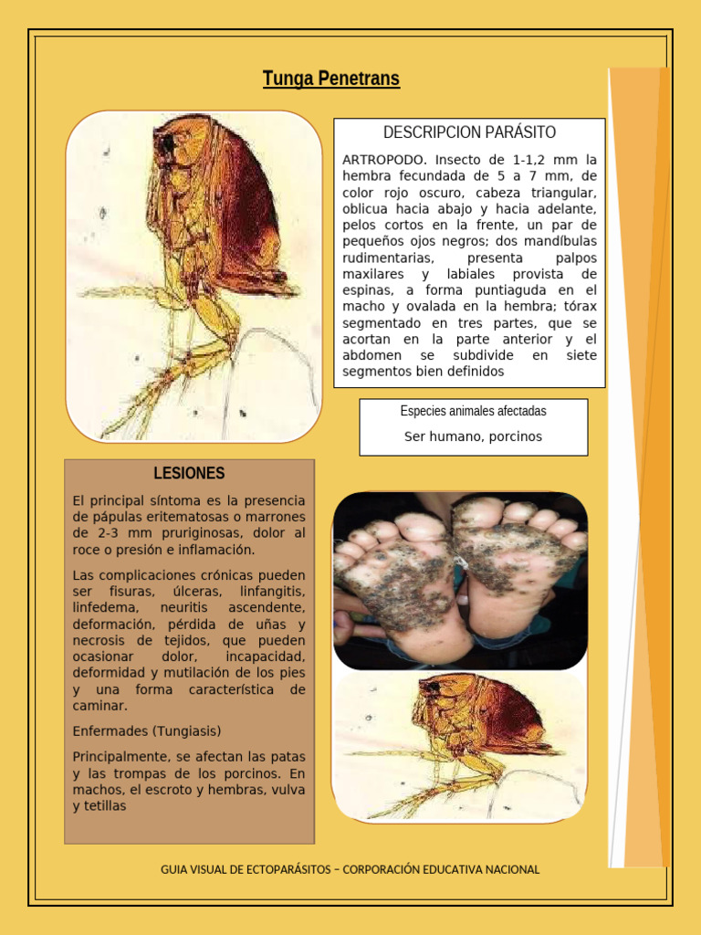 Tunga Penetrans | PDF