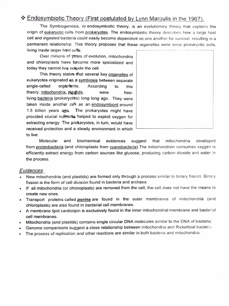 Endosymbiotic Theory | PDF
