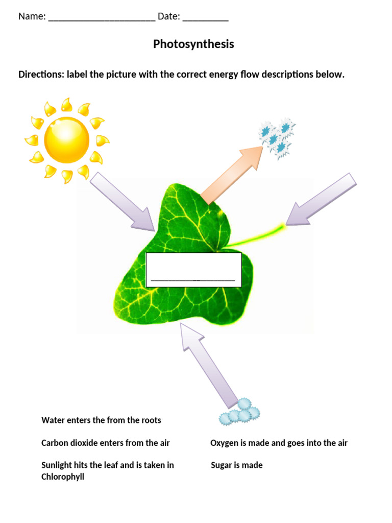 Photosynthesis Diagram Fun Activities Games - 44596 | PDF | Science ...