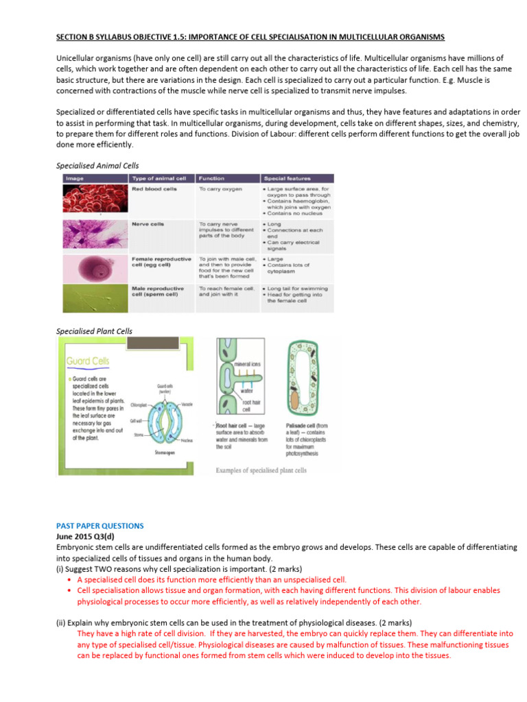 Chapter 8 - Cell Specialisation | PDF | Cell (Biology) | Embryo