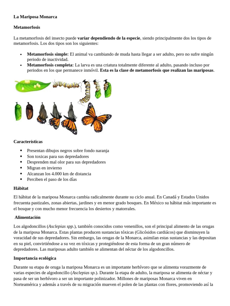 Ciclo de Vida de la Mariposa Monarca | PDF | Lepidópteros | Insectos