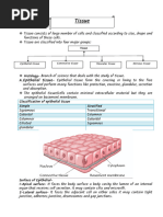 Tissues Drawing | PDF