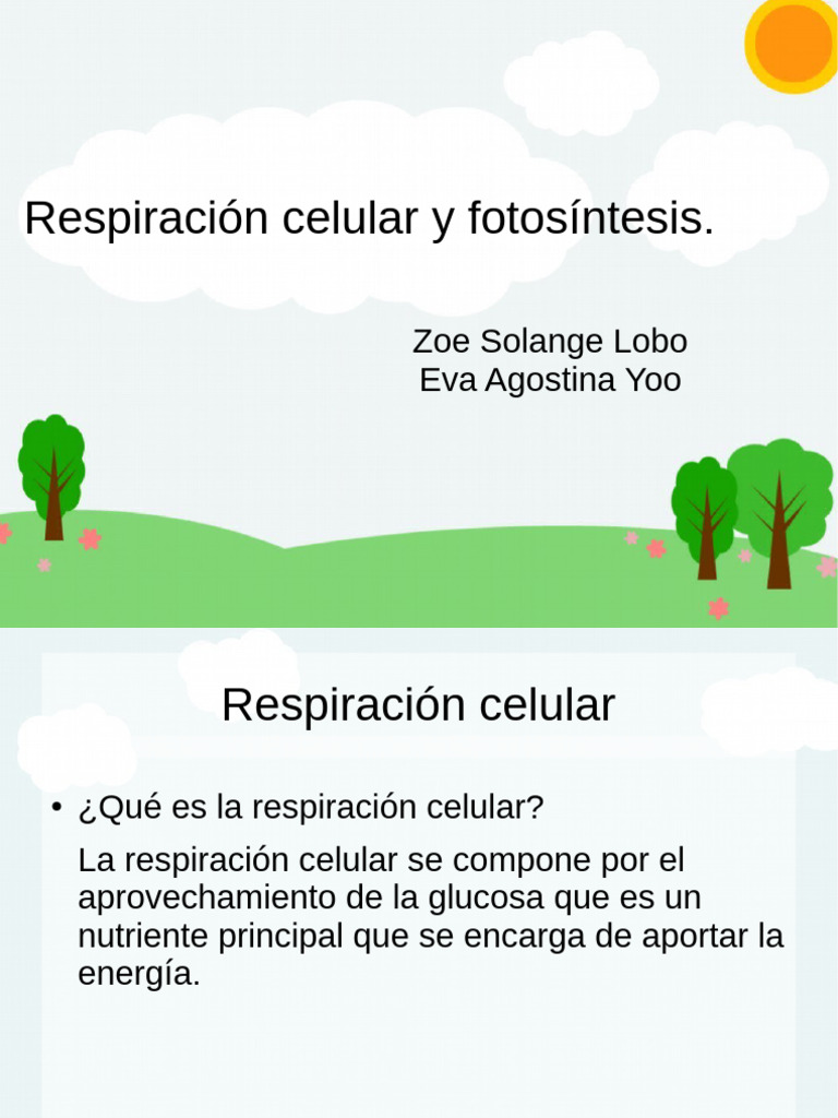 Fotosíntesis y Respiración Celular en Plantas | PDF | Ciencia y matemáticas