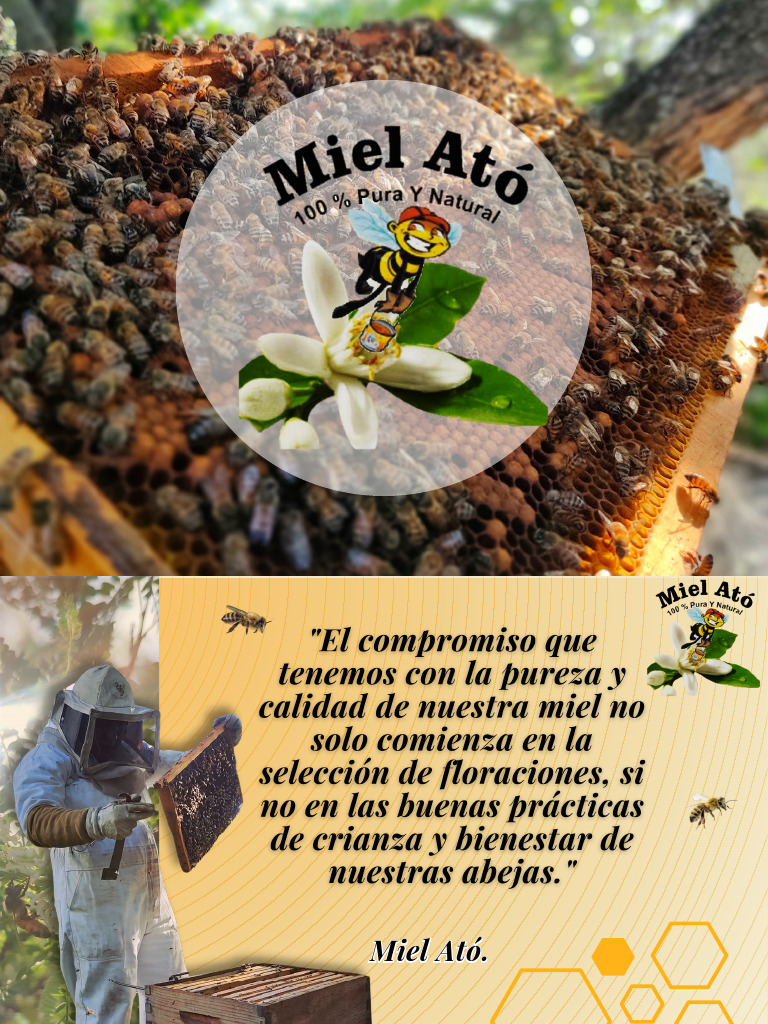Beneficios y Variedades de Miel Ató | PDF | Miel
